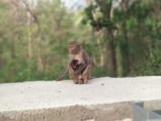 Ambapani Wildlife Sanctuary, Nabarangpur, Odisha - Orissa Tours