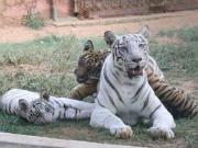 Satkosia Gorge Tiger Reserve, Badamul, Nayagarh, Odisha - Orissa Tours