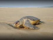 Dagara Sea Beach, Balasore, Odisha - Orissa Tours