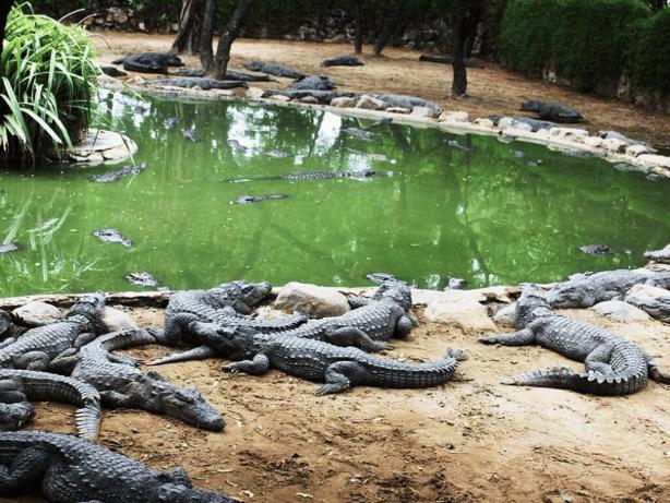 Ramatirtha Crocodile Project, Mayurbhanj, Odisha - Orissa Tours