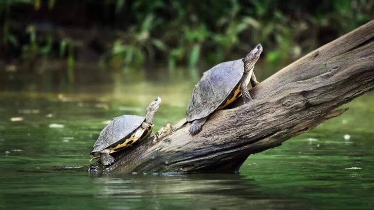 Mangalajodi Bird Sanctuary, Chilika Lake, Khordha, Odisha - Orissa Tours
