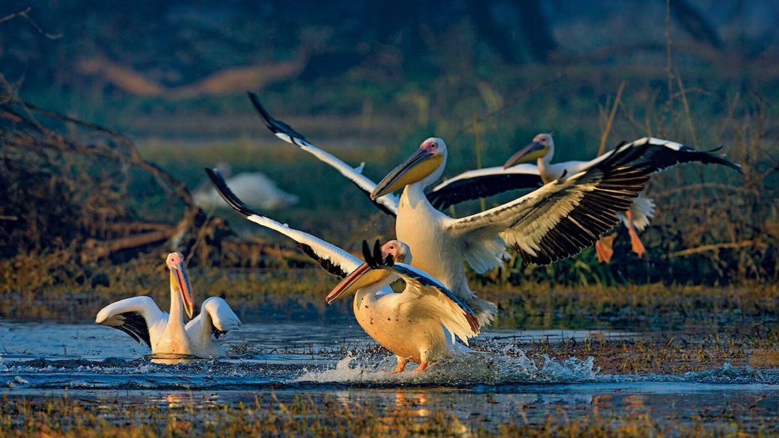 Bharatpur Wildlife Sanctuary, Forest Jungle Safari, Chandaka ...