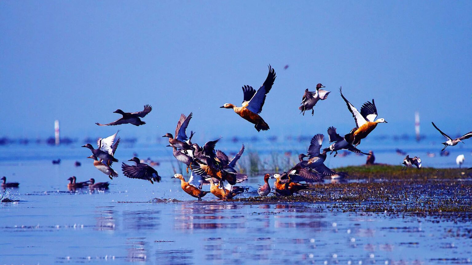 Mangalajodi Bird Sanctuary, Chilika Lake, Khordha, Odisha - Orissa Tours