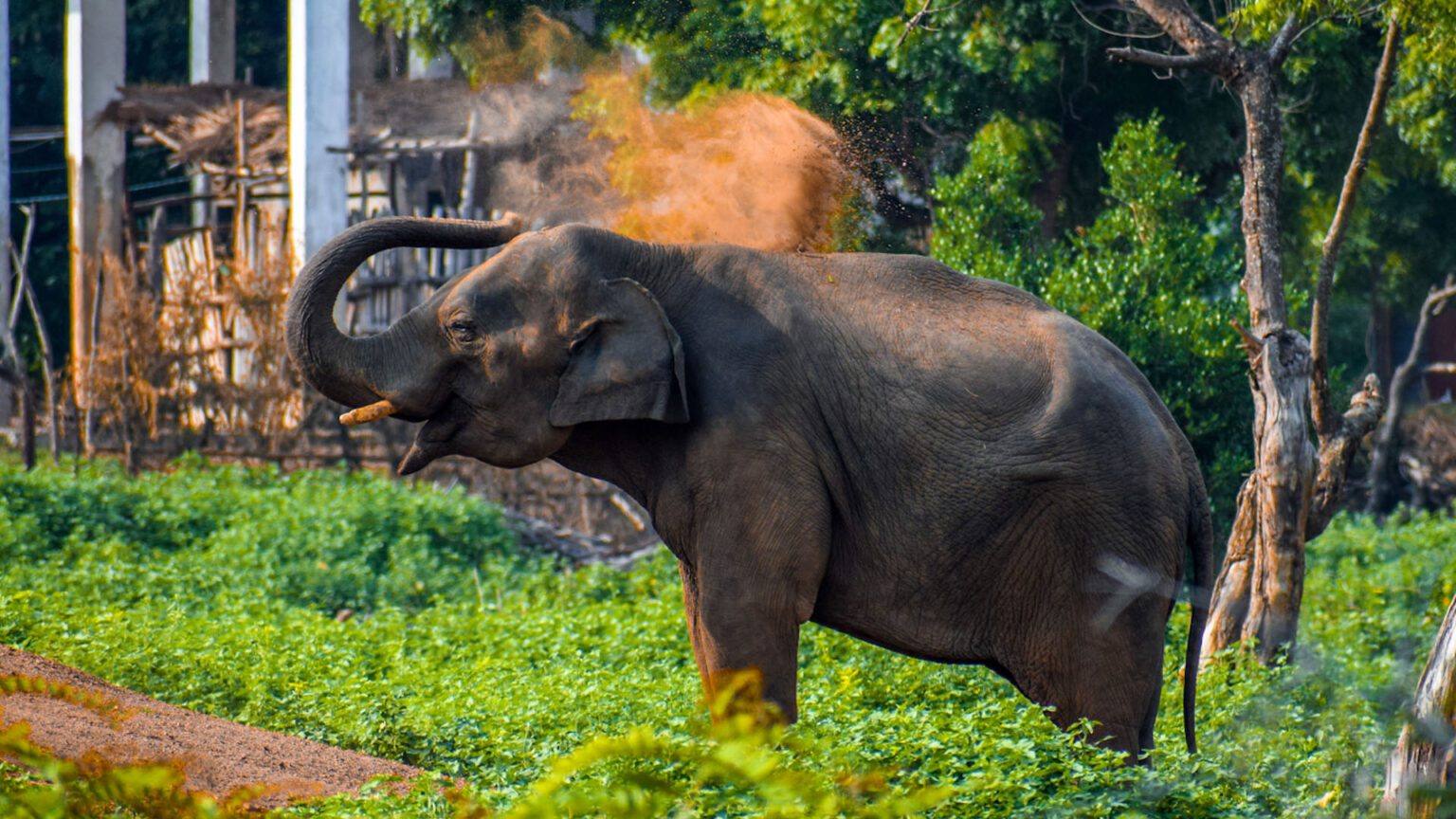 Dampara Elephant Wildlife Sanctuary, Chandaka, Khordha, Odisha - Orissa ...