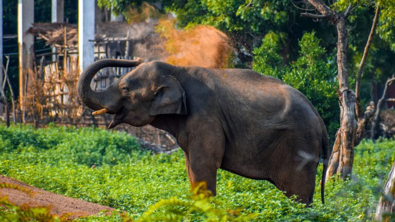 Wildlife in Odisha, Wildlife Sanctuaries - Orissa Tours