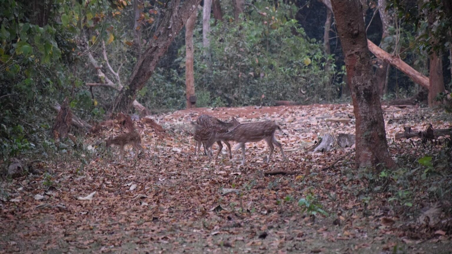 Kuldiha Wildlife Sanctuary, Balasore, Odisha - Orissa Tours