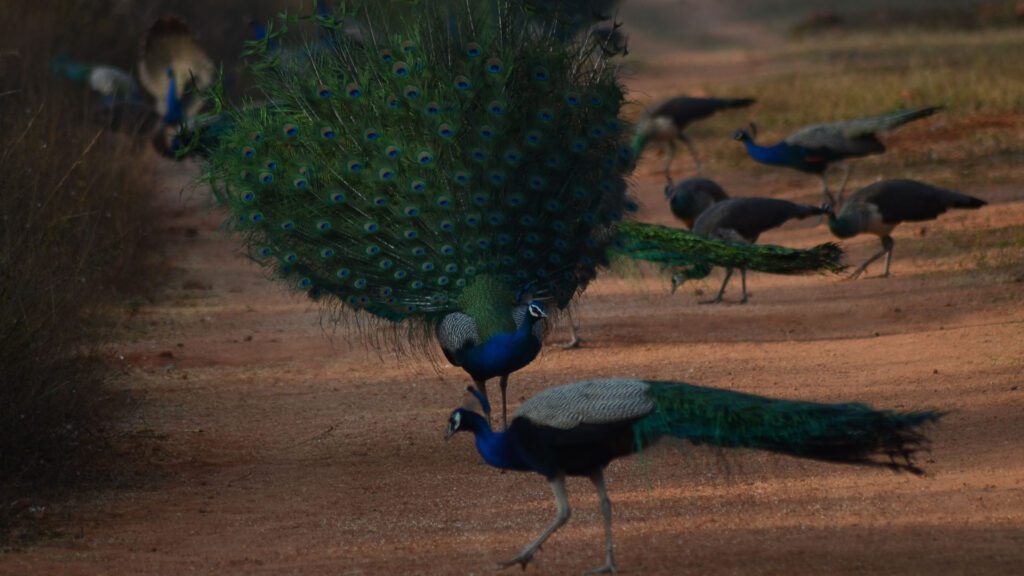 Jogindra Villa King Palace, Rajabati, Boudh, Odisha - Orissa Tours