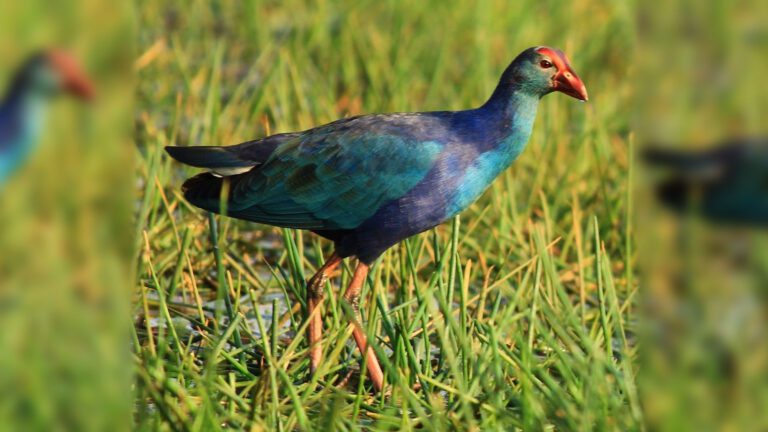 Mangalajodi Bird Sanctuary, Chilika Lake, Khordha, Odisha - Orissa Tours